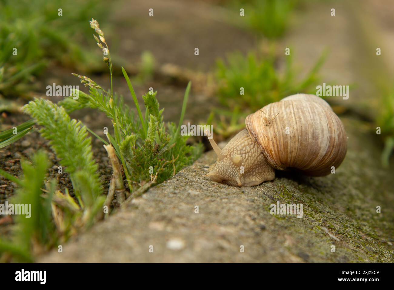 Garden, grape snail eats grass (Cepaea hortensis, Helix pomatia ...