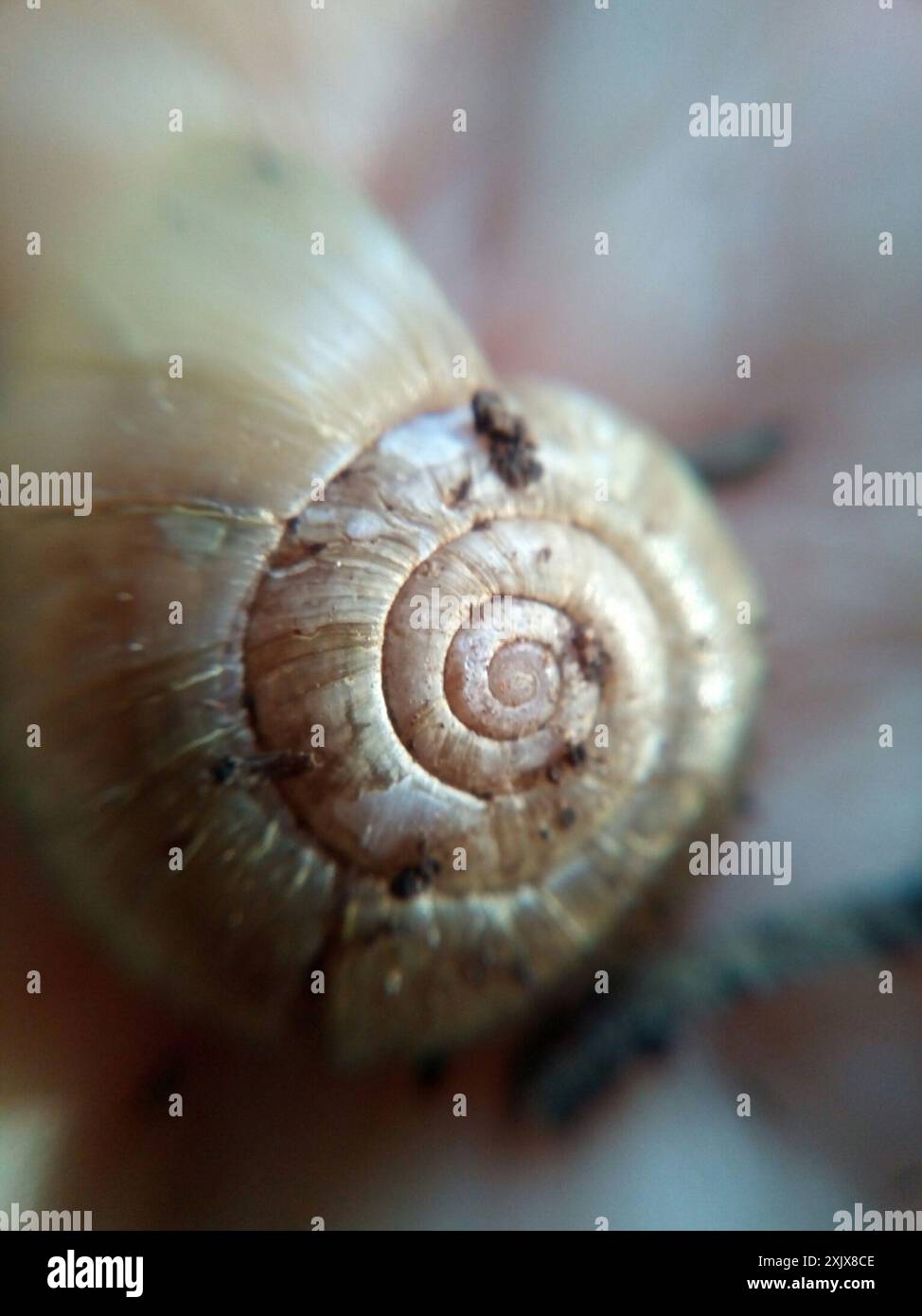 Gray-foot Lancetooth Snail (Haplotrema concavum) Mollusca Stock Photo ...