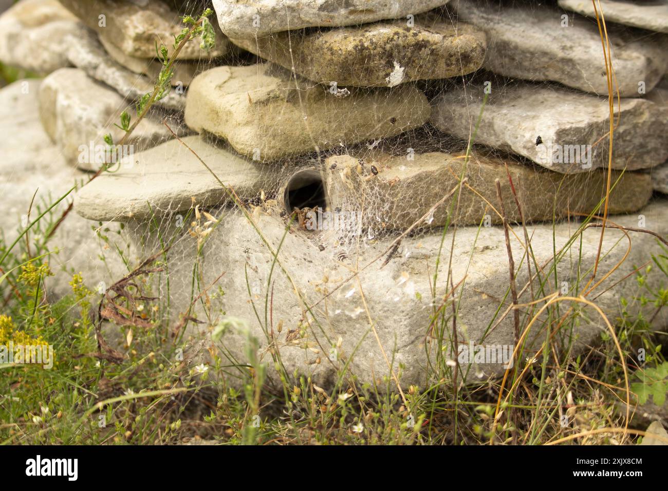 Spider wove a web in the form of a tunnel. Spider on vegetable beds ...
