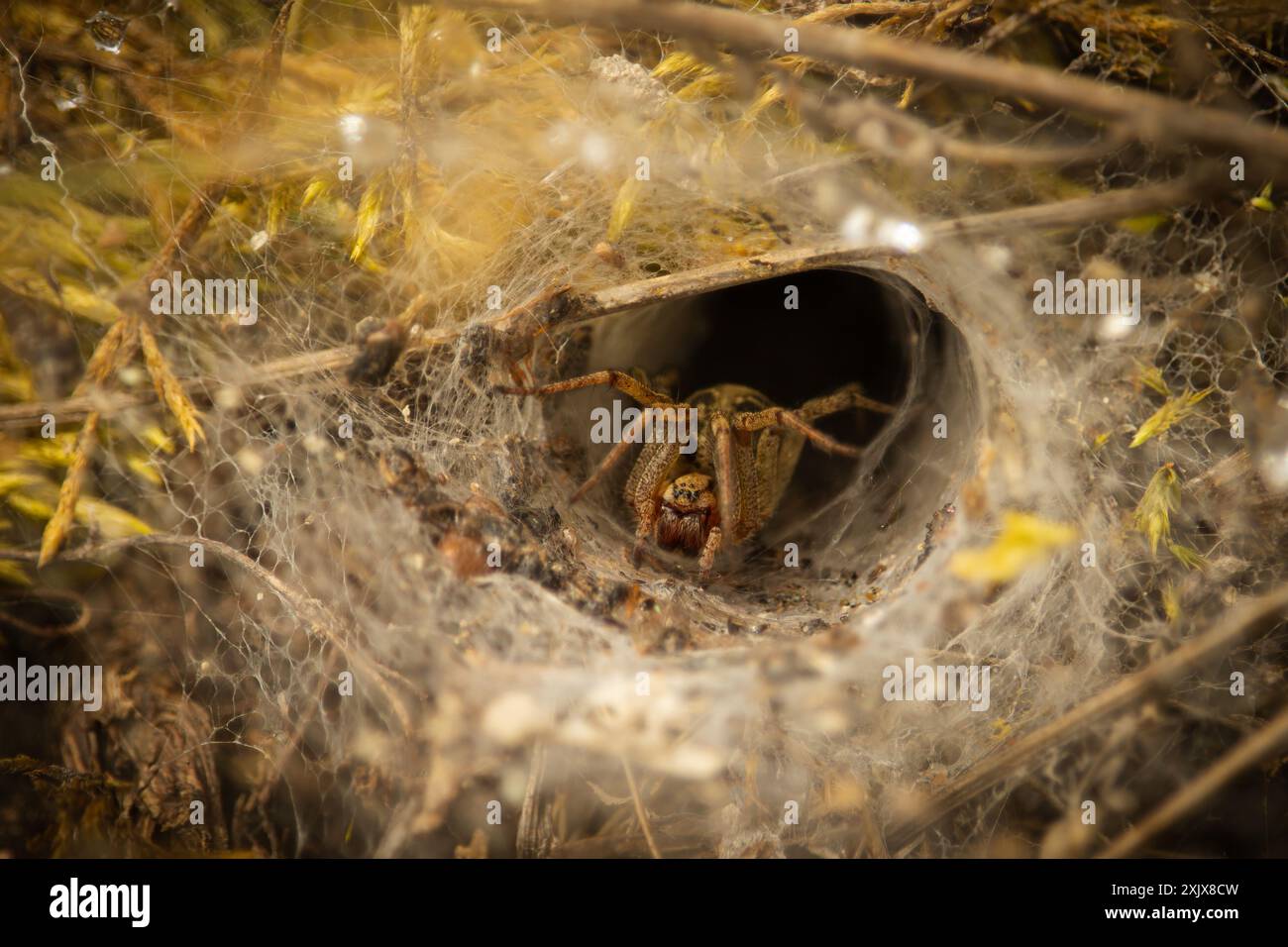 Europe large hairy wolf spider in tunnel web Stock Photo - Alamy