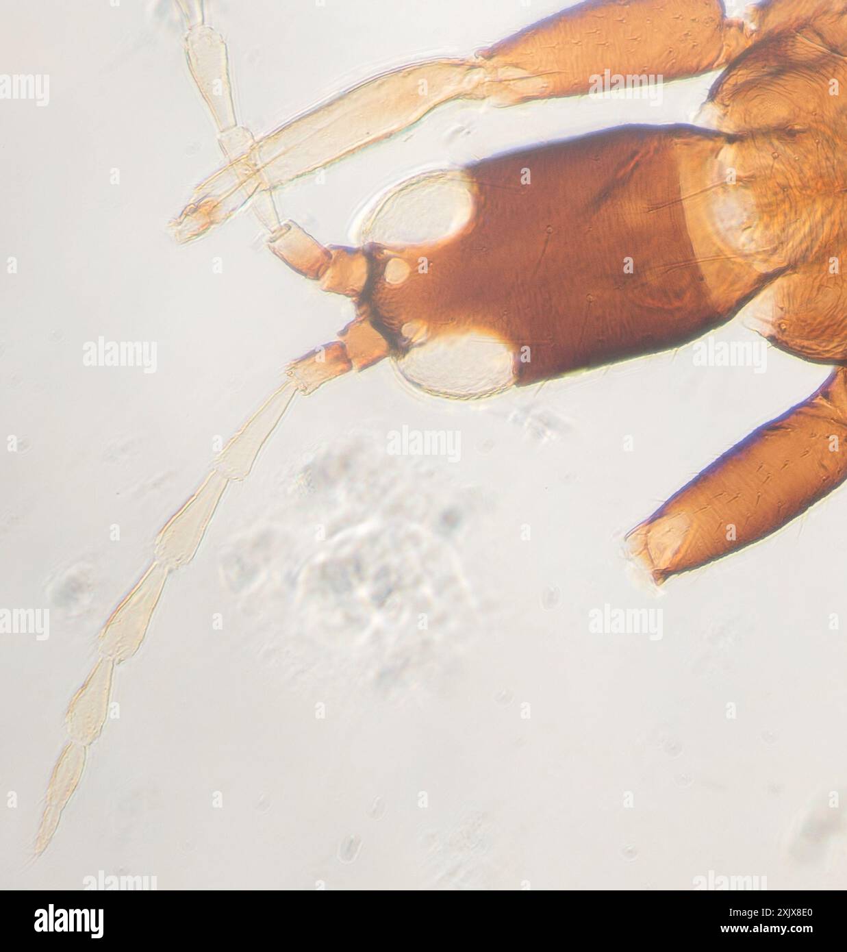 Weeping Fig Thrips (Gynaikothrips uzeli) Insecta Stock Photo - Alamy