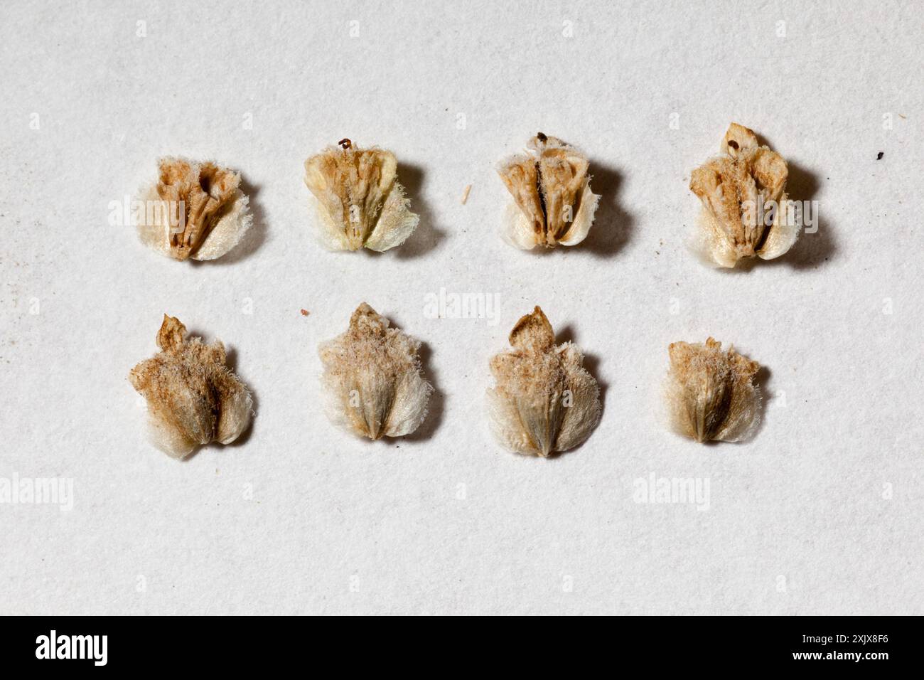 mariola (Parthenium incanum) Plantae Stock Photo - Alamy