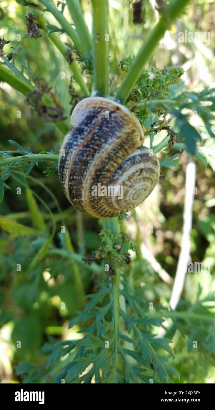 Otala lactea hi-res stock photography and images - Alamy