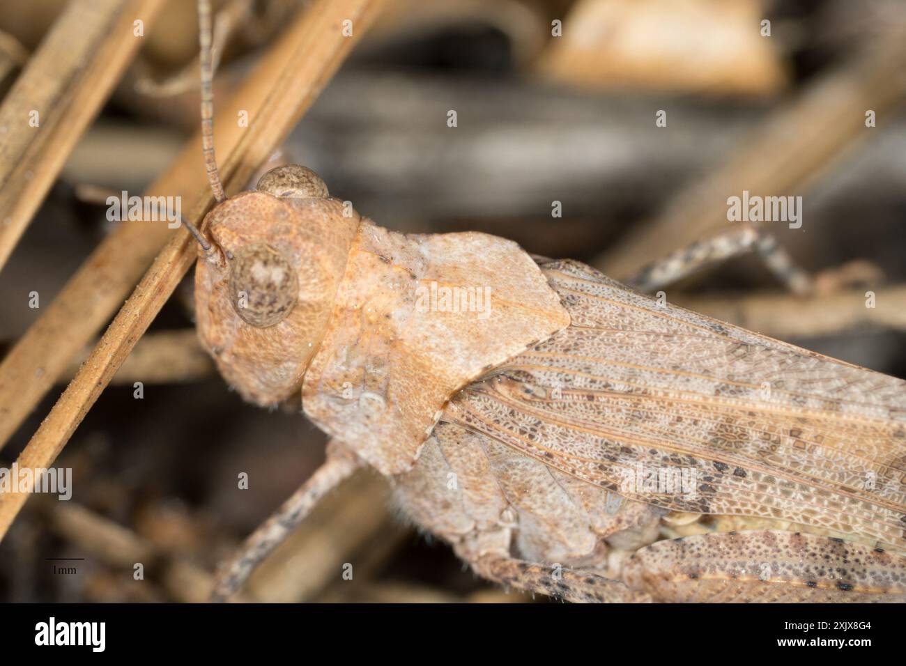 Trimerotropis verruculata suffusa hi-res stock photography and images ...