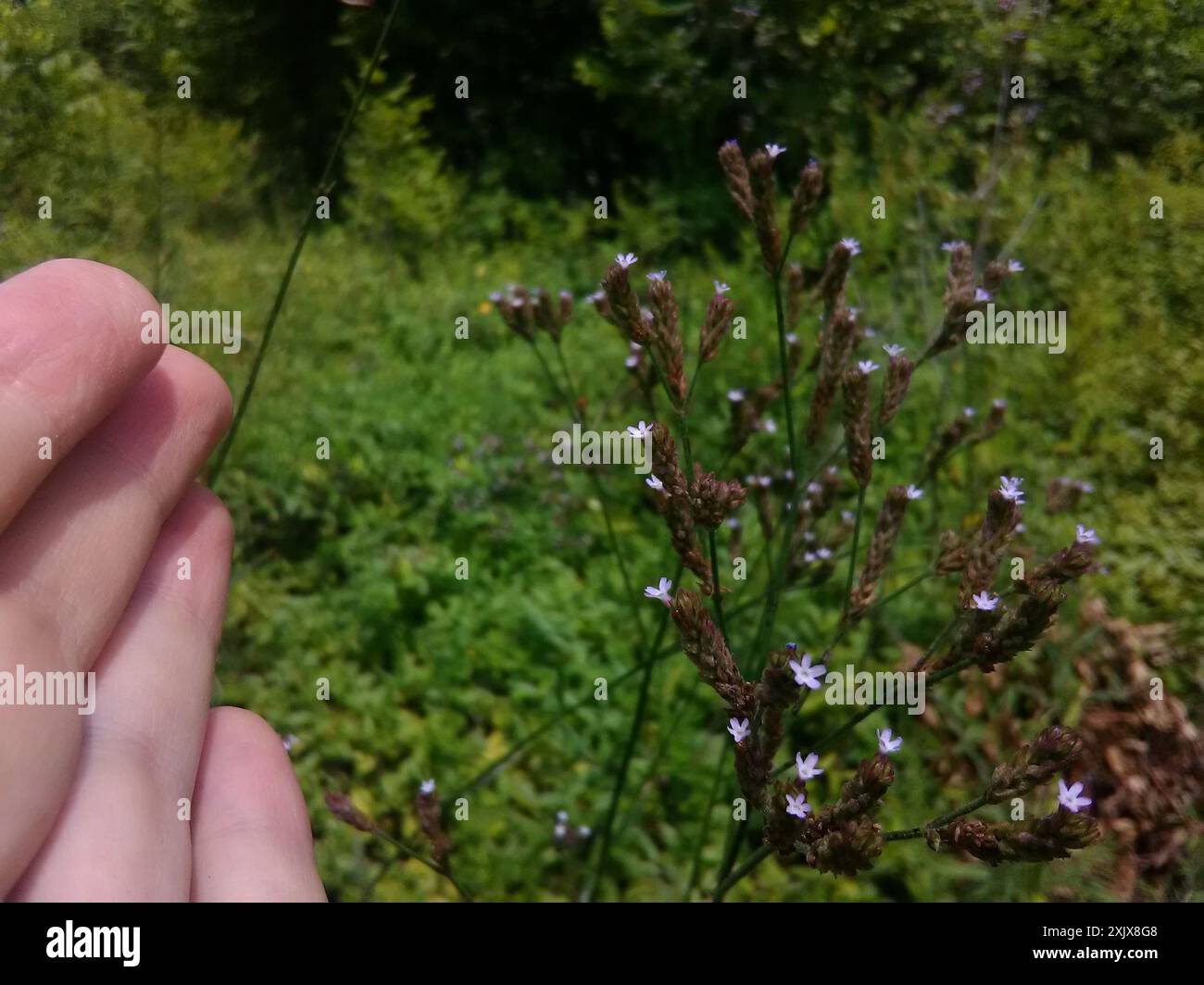 Brazilian Vervain (Verbena brasiliensis) Plantae Stock Photo - Alamy