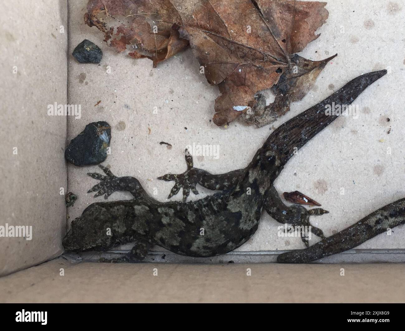 Raukawa Gecko (Woodworthia maculata) Reptilia Stock Photo - Alamy