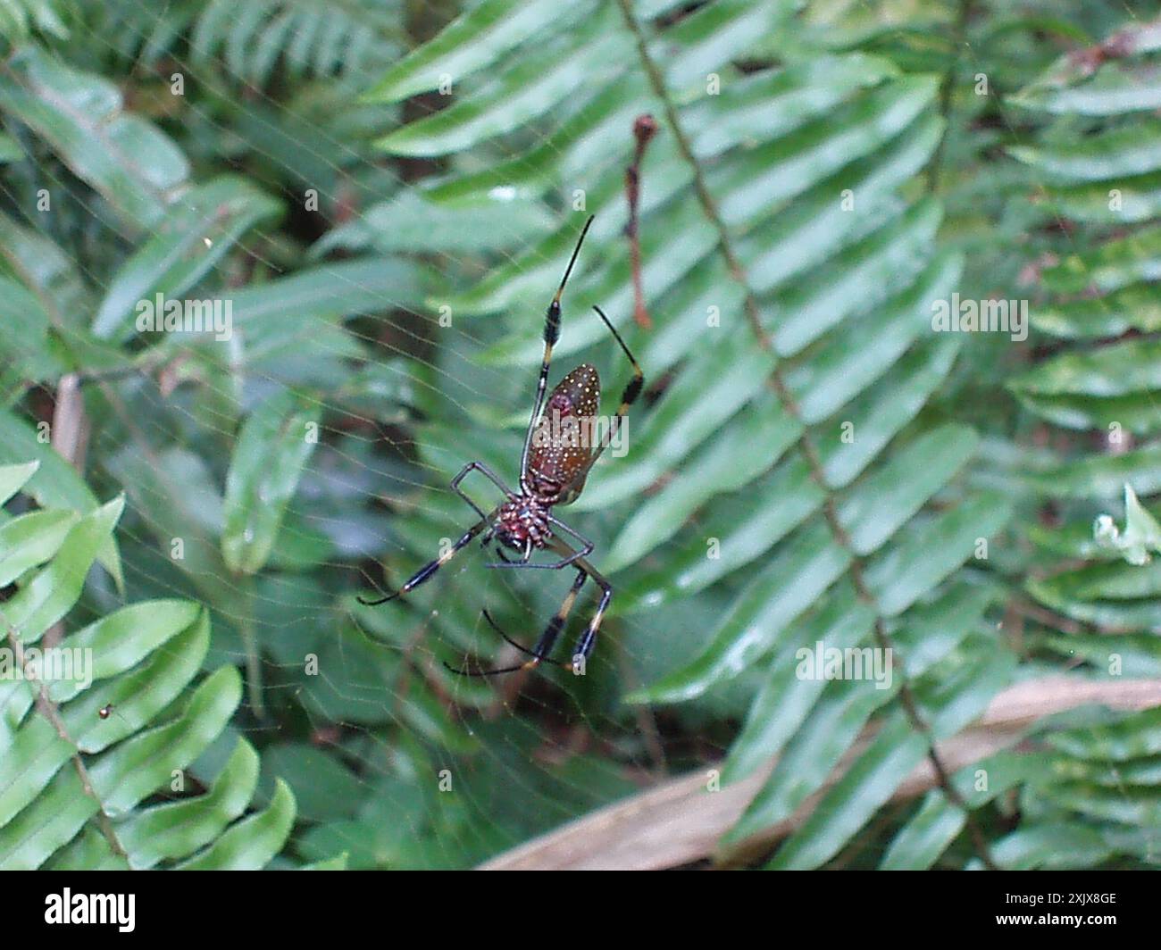Golden Silk Spider (Trichonephila clavipes) Arachnida Stock Photo - Alamy