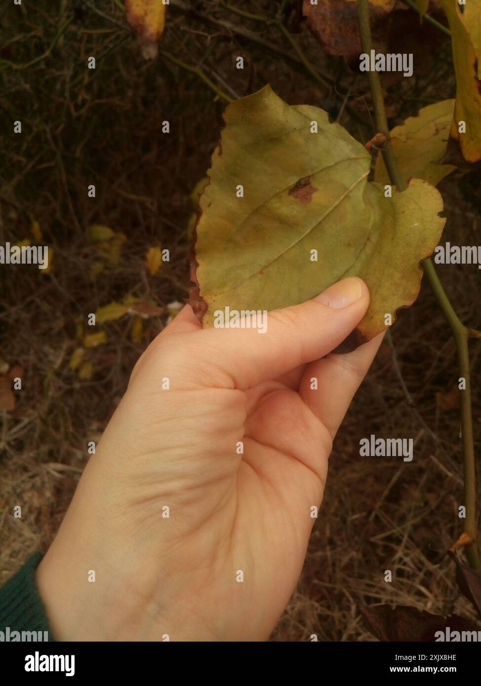 roundleaf greenbrier (Smilax rotundifolia) Plantae Stock Photo - Alamy