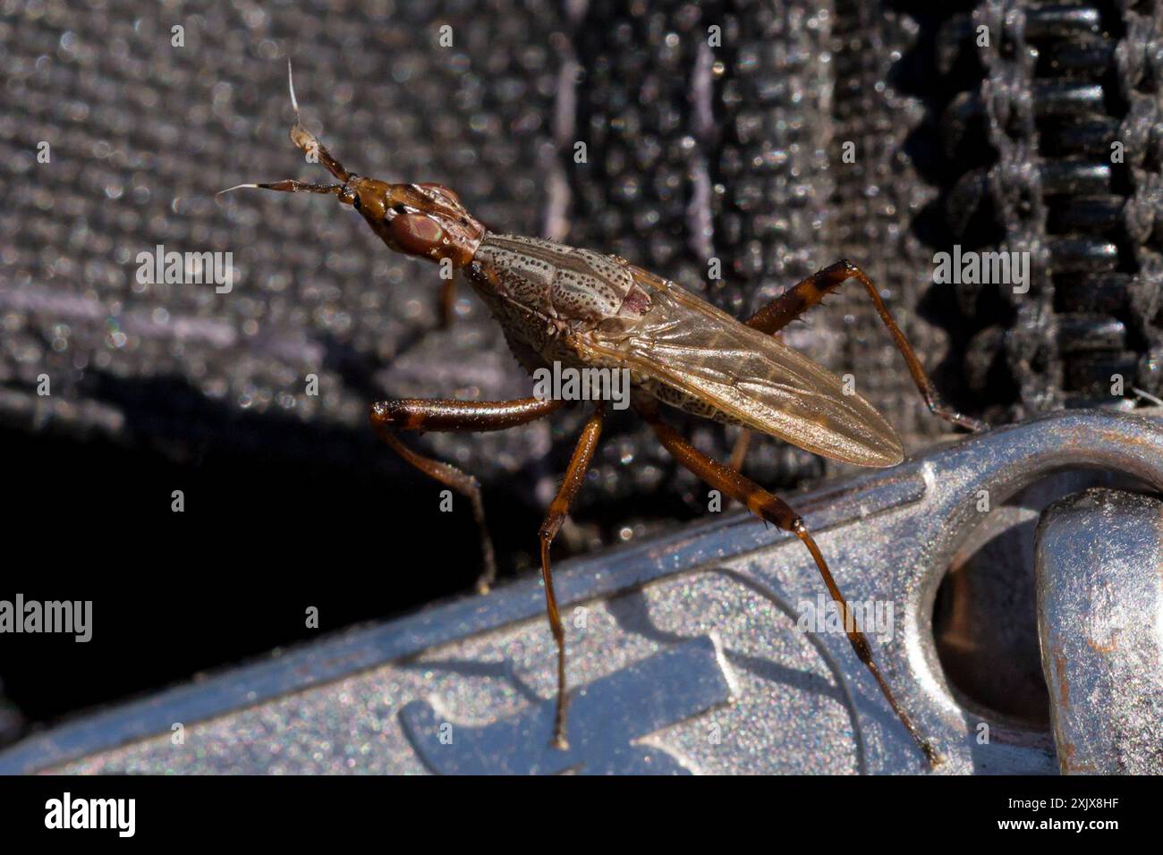Longhorn Cactus Fly (Odontoloxozus longicornis) Insecta Stock Photo - Alamy Longhorn Cactus Fly (Odontoloxozus longicornis) Insecta Stock Photo - Alamy
