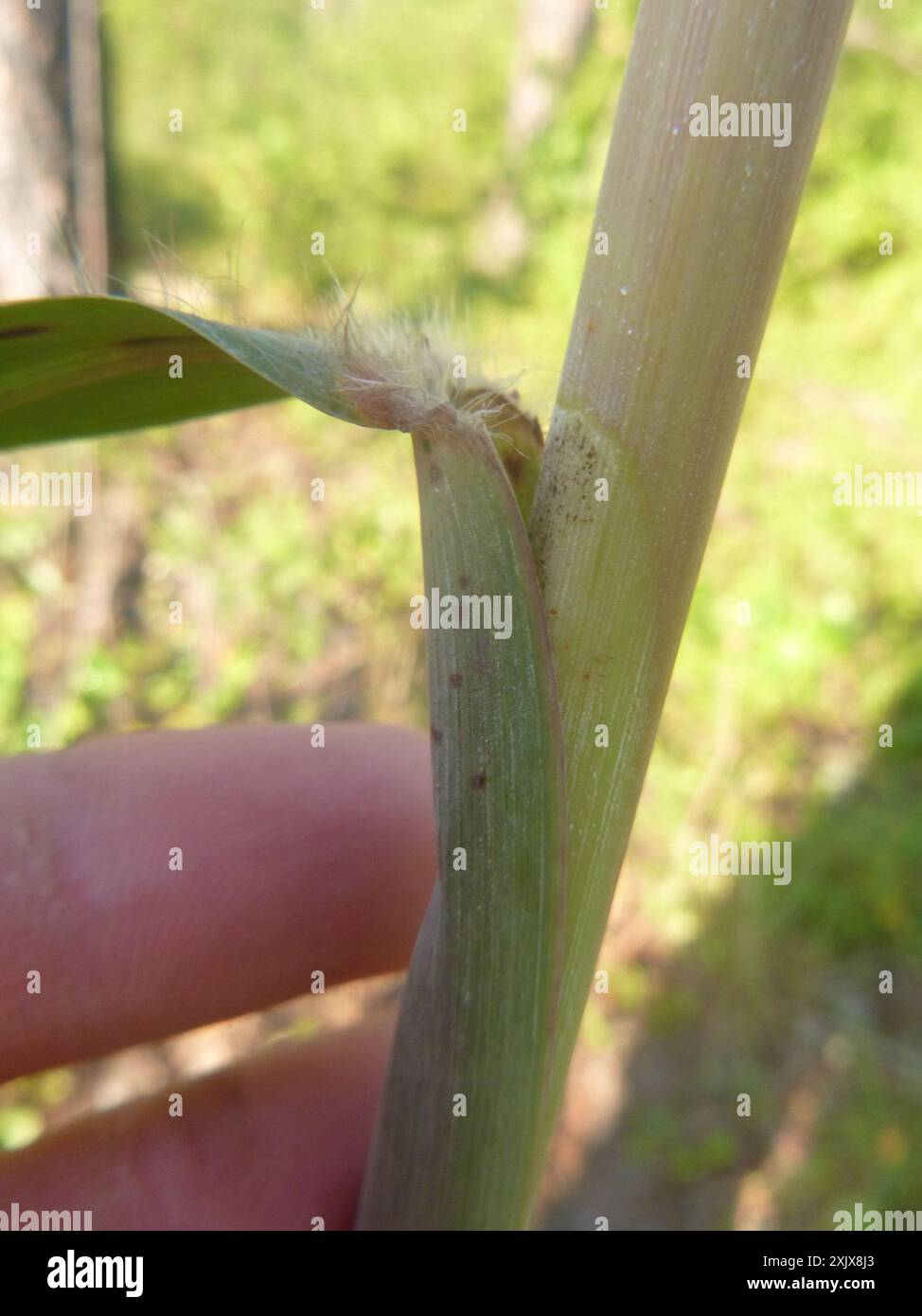 woolly beardgrass (Erianthus alopecuroides) Plantae Stock Photo - Alamy