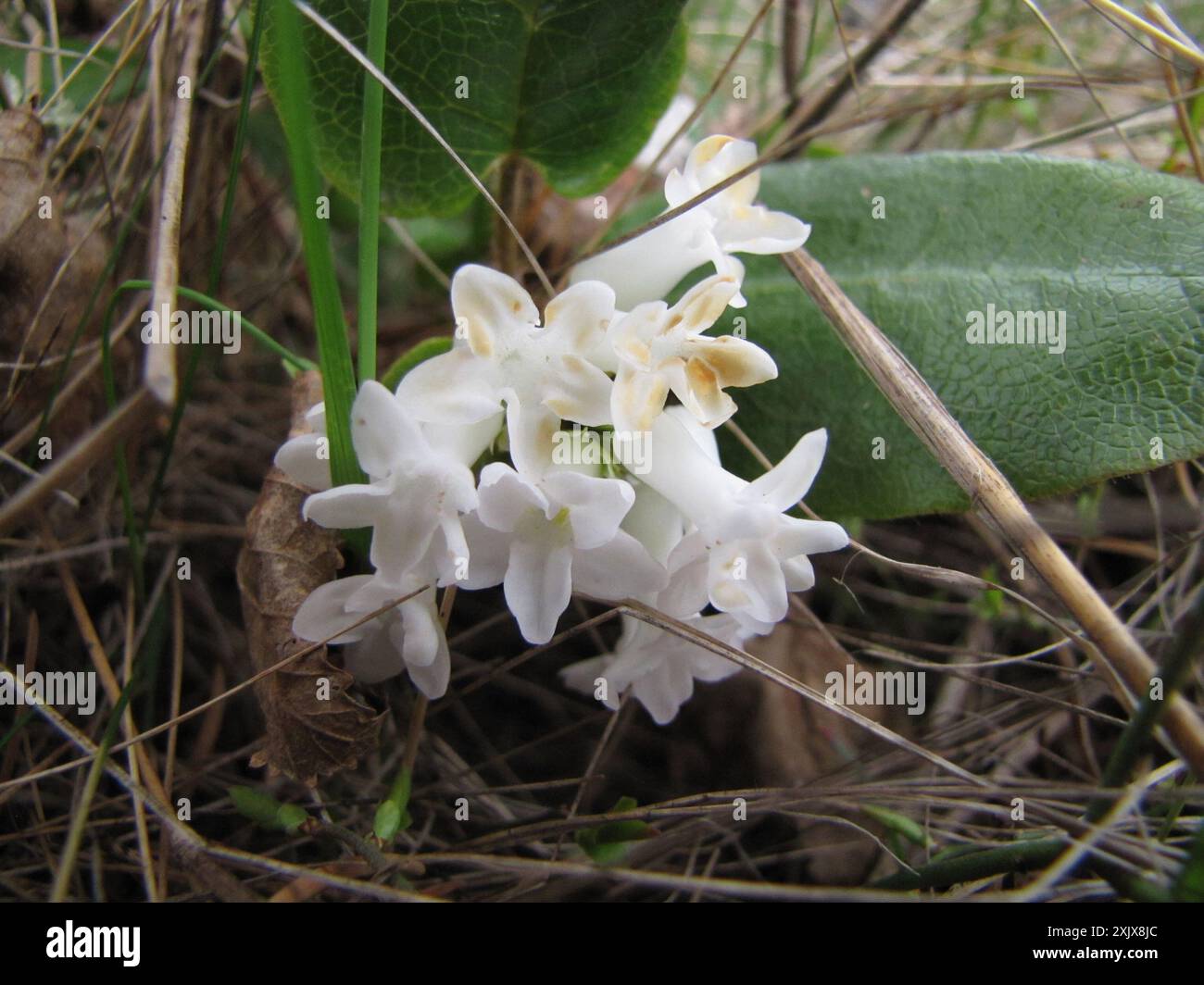 trailing arbutus (Epigaea repens) Plantae Stock Photo - Alamy