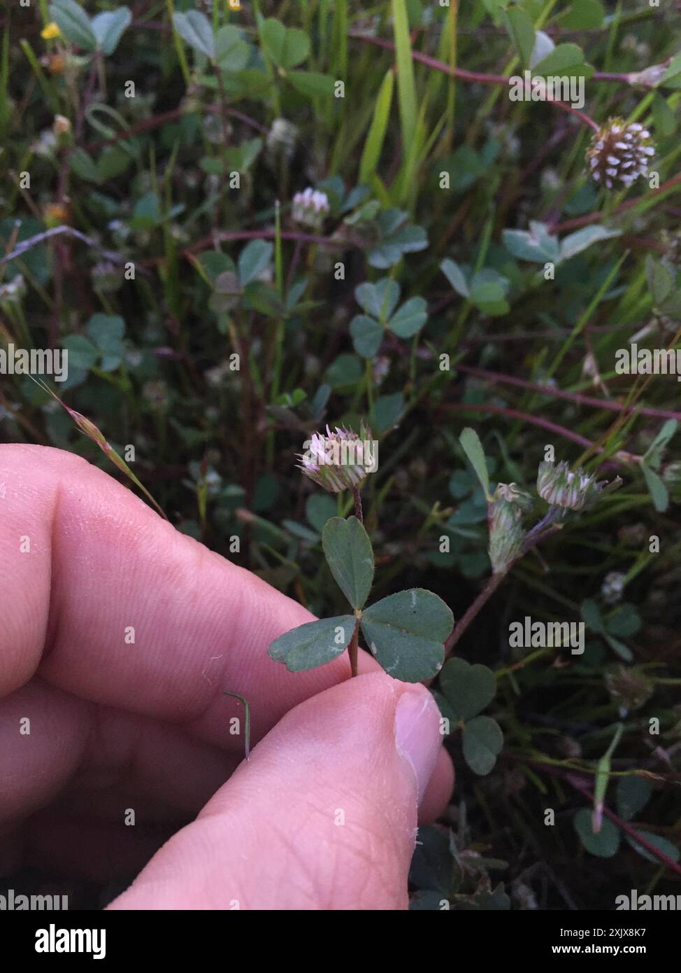 thimble clover (Trifolium microdon) Plantae Stock Photo - Alamy