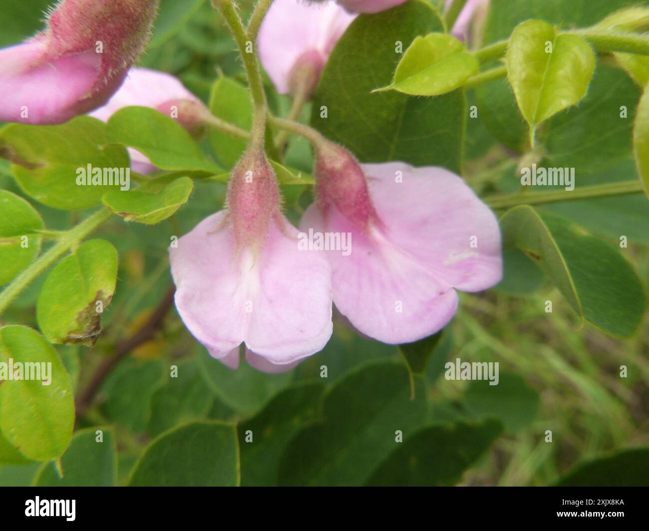 dwarf bristly locust (Robinia hispida nana) Plantae Stock Photo - Alamy