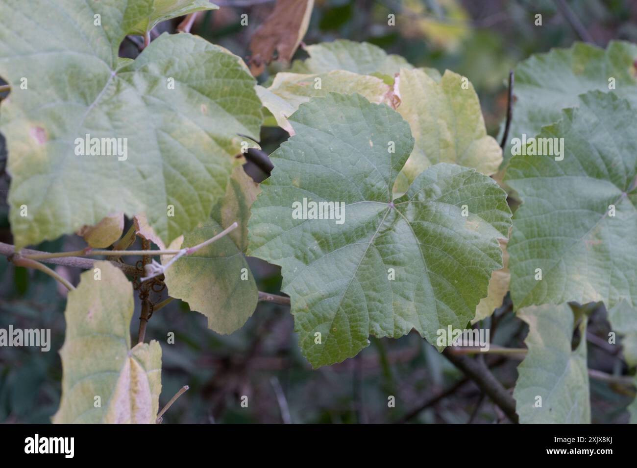 desert wild grape (Vitis girdiana) Plantae Stock Photo - Alamy