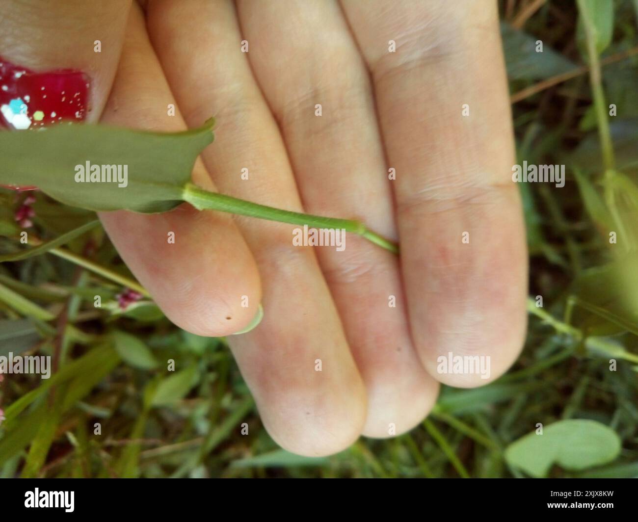 grasses (Poaceae) Plantae Stock Photo - Alamy