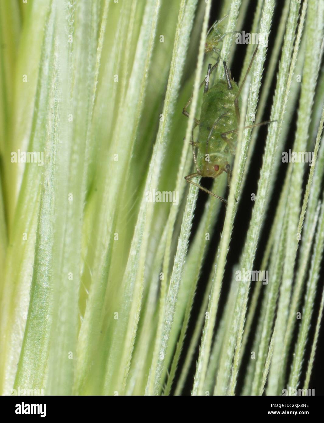 Grain Aphid (Sitobion fragariae) Insecta Stock Photo - Alamy