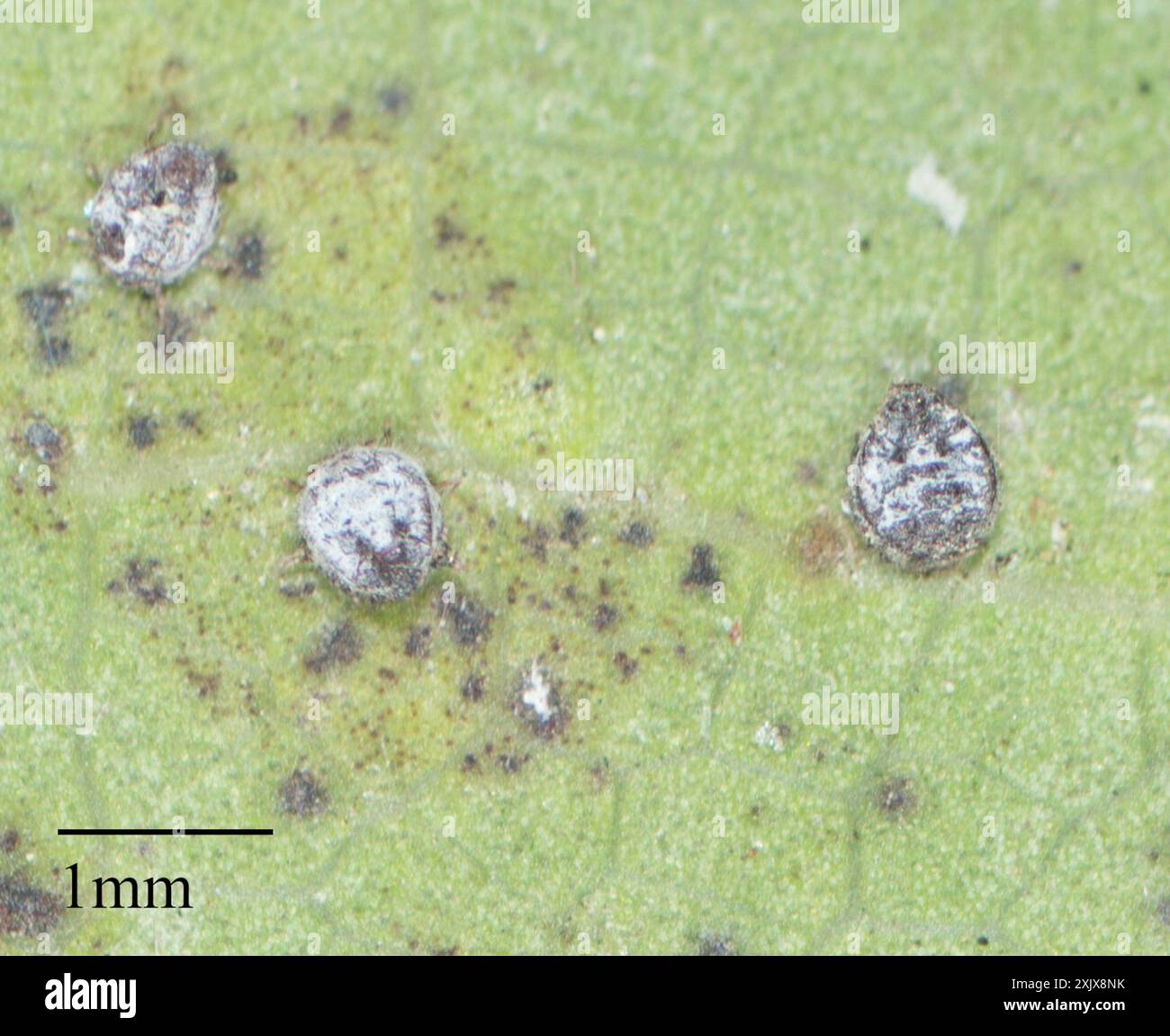 California Laurel Aphid (Euthoracaphis umbellulariae) Insecta Stock ...