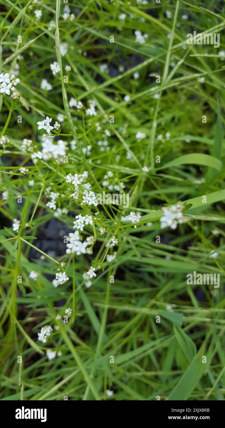 Common Marsh-bedstraw (Galium palustre) Plantae Stock Photo - Alamy