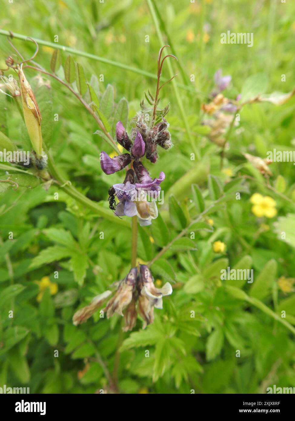 Bush Vetch (Vicia sepium) Plantae Stock Photo - Alamy