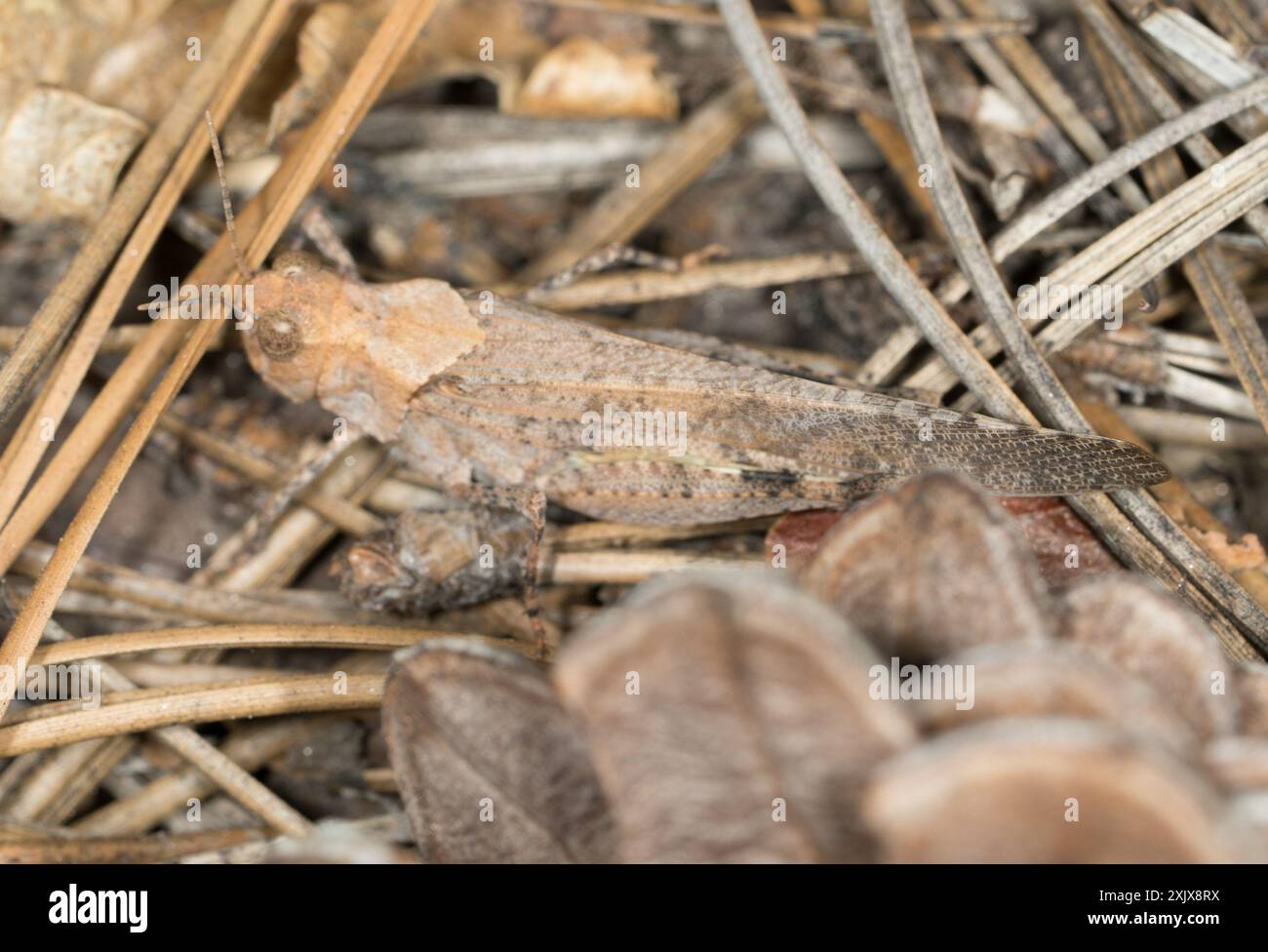 Trimerotropis verruculata suffusa hi-res stock photography and images ...
