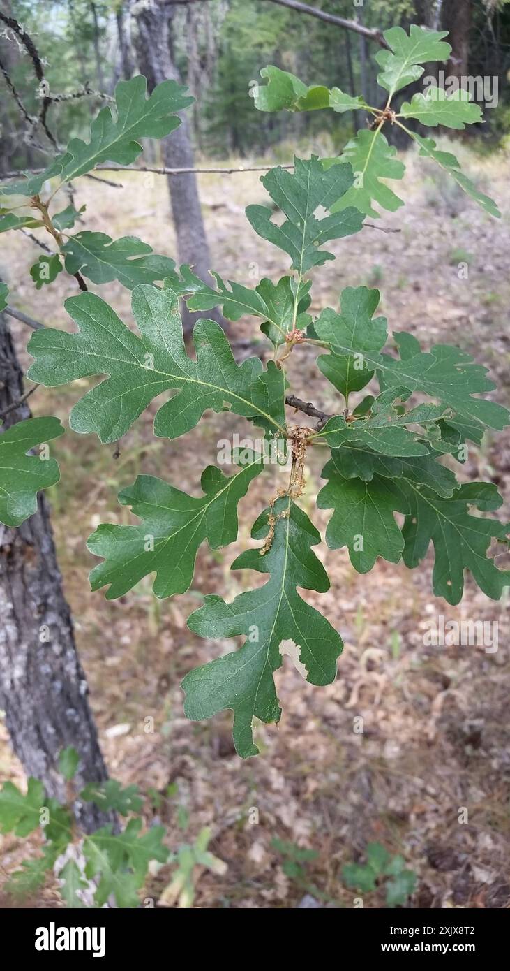 Oregon oak (Quercus garryana) Plantae Stock Photo - Alamy