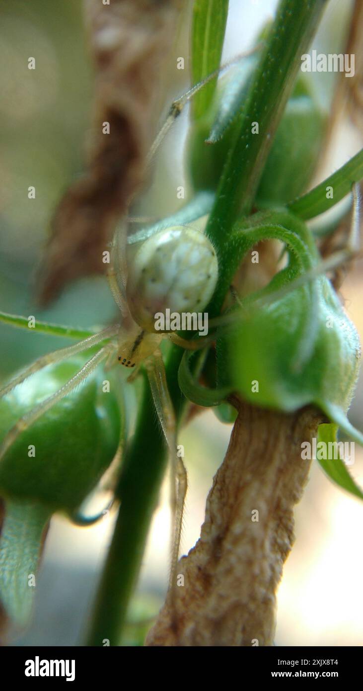 Common candy-striped spider (Enoplognatha ovata) Arachnida Stock Photo ...