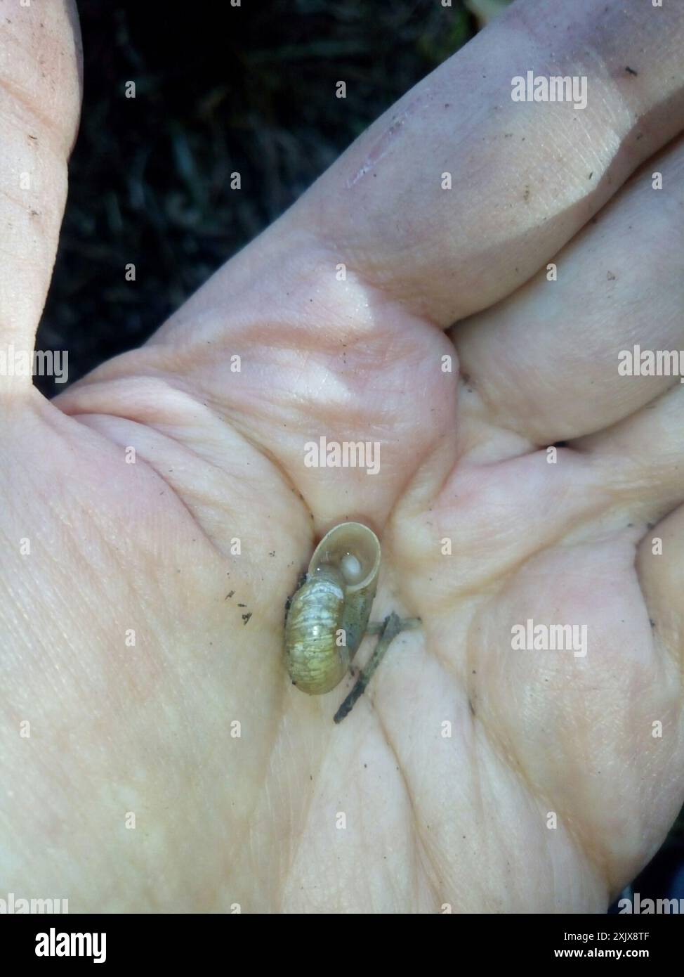 Gray-foot Lancetooth Snail (Haplotrema concavum) Mollusca Stock Photo ...