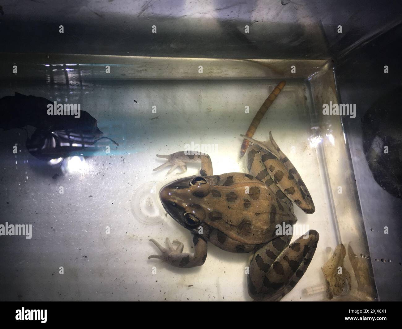 Southern Leopard Frog (Lithobates sphenocephalus) Amphibia Stock Photo ...