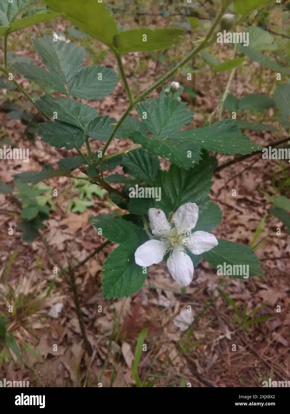 brambles (Rubus) Plantae Stock Photo - Alamy