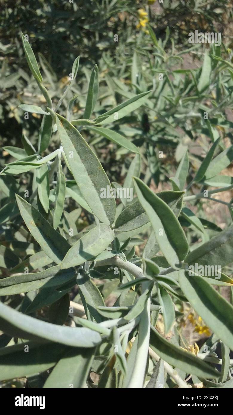 Valley Bladderpod (Cleomella arborea globosa) Plantae Stock Photo - Alamy