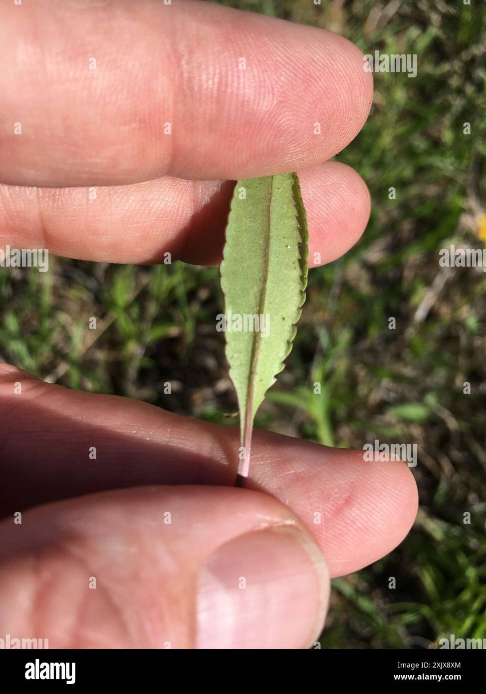 balsam ragwort (Packera paupercula) Plantae Stock Photo - Alamy