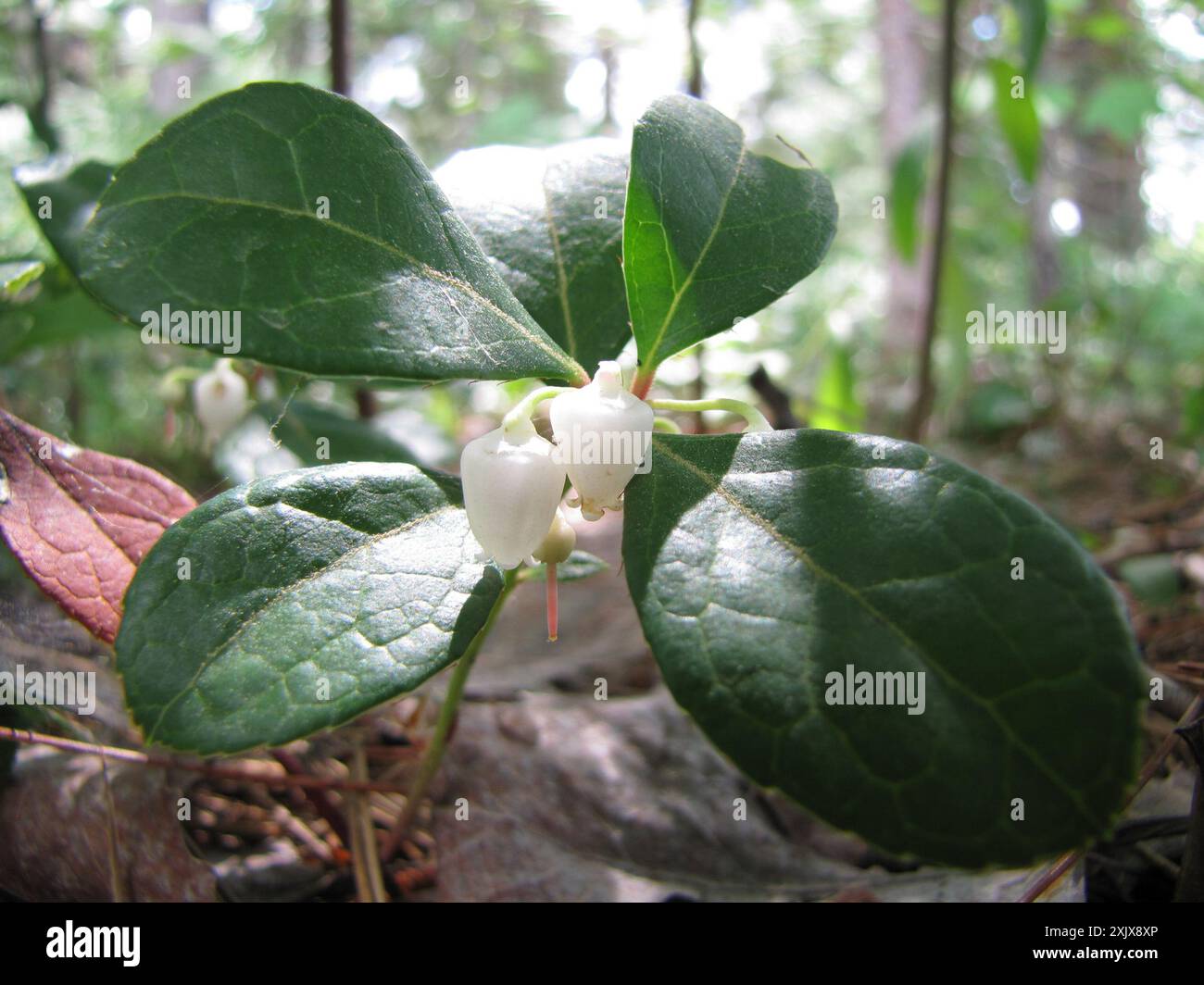 Eastern Teaberry (Gaultheria procumbens) Plantae Stock Photo - Alamy