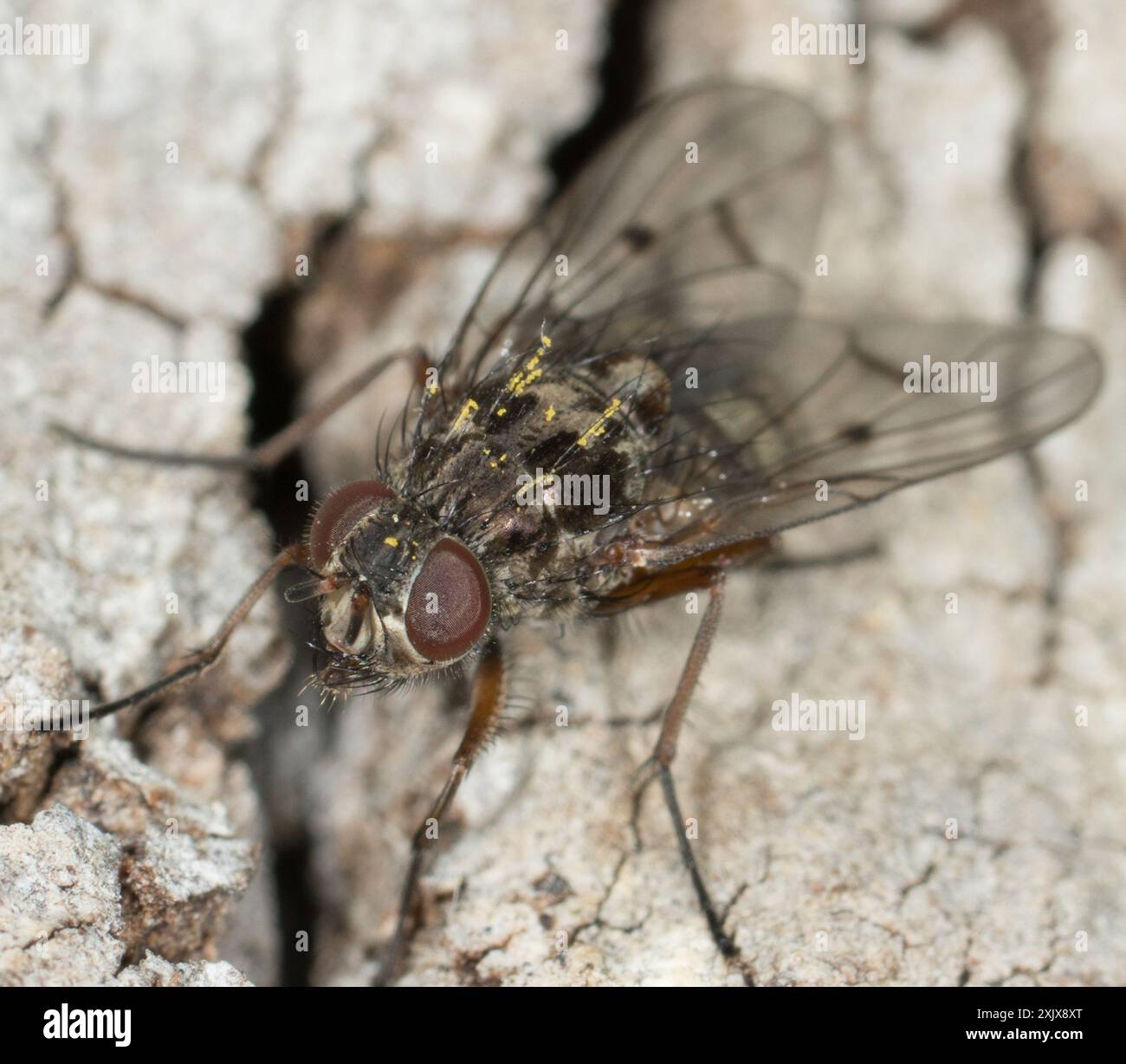 House Flies and Allies (Muscidae) Insecta Stock Photo - Alamy
