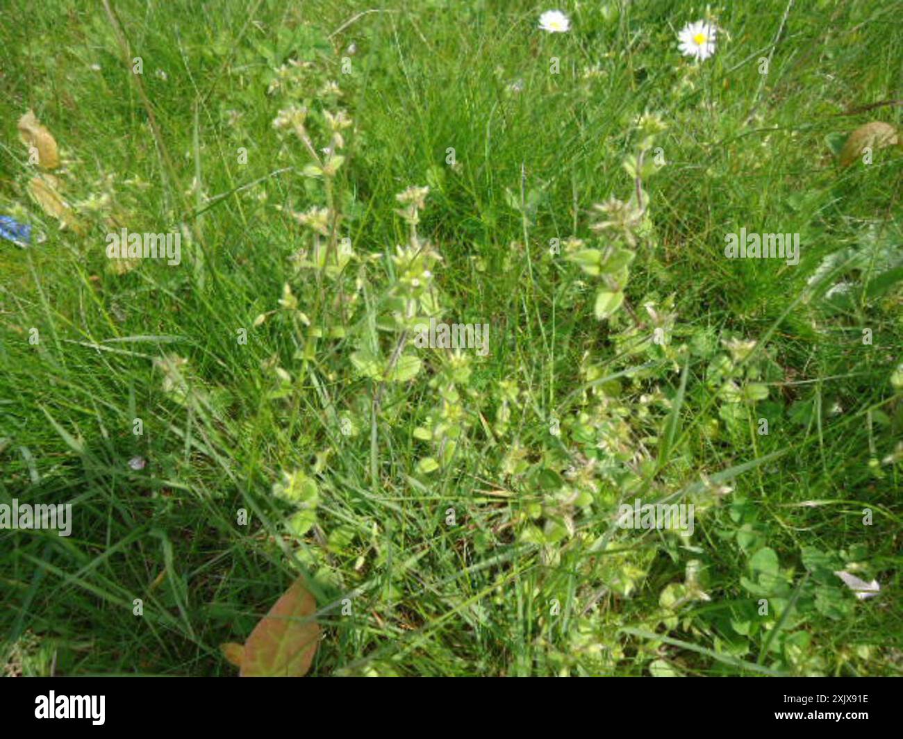 Sticky mouse-ear chickweed (Cerastium glomeratum) Plantae Stock Photo ...
