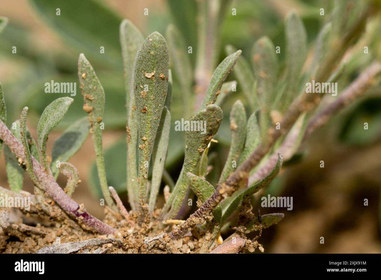 Straight Bladderpod (Physaria rectipes) Plantae Stock Photo - Alamy