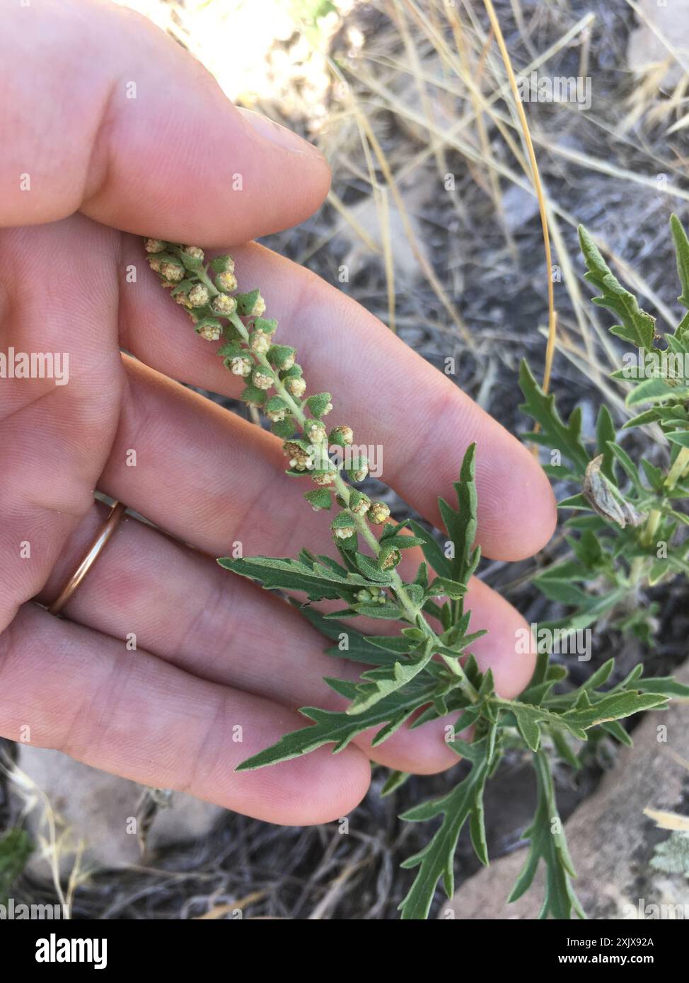 western ragweed (Ambrosia psilostachya) Plantae Stock Photo - Alamy