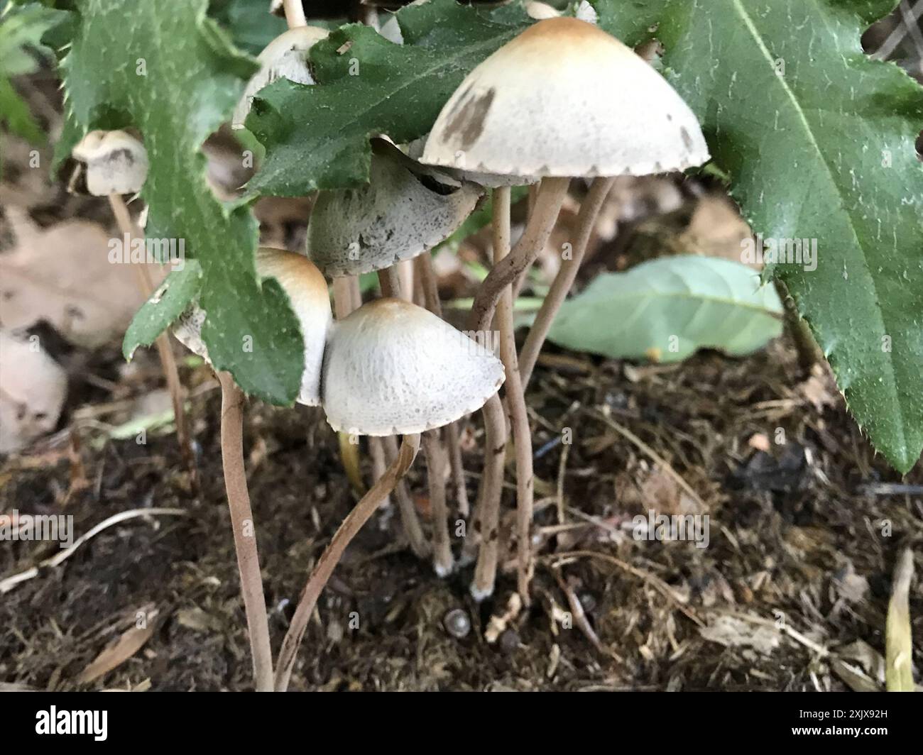 Pale Brittlestem (Candolleomyces candolleanus) Fungi Stock Photo - Alamy
