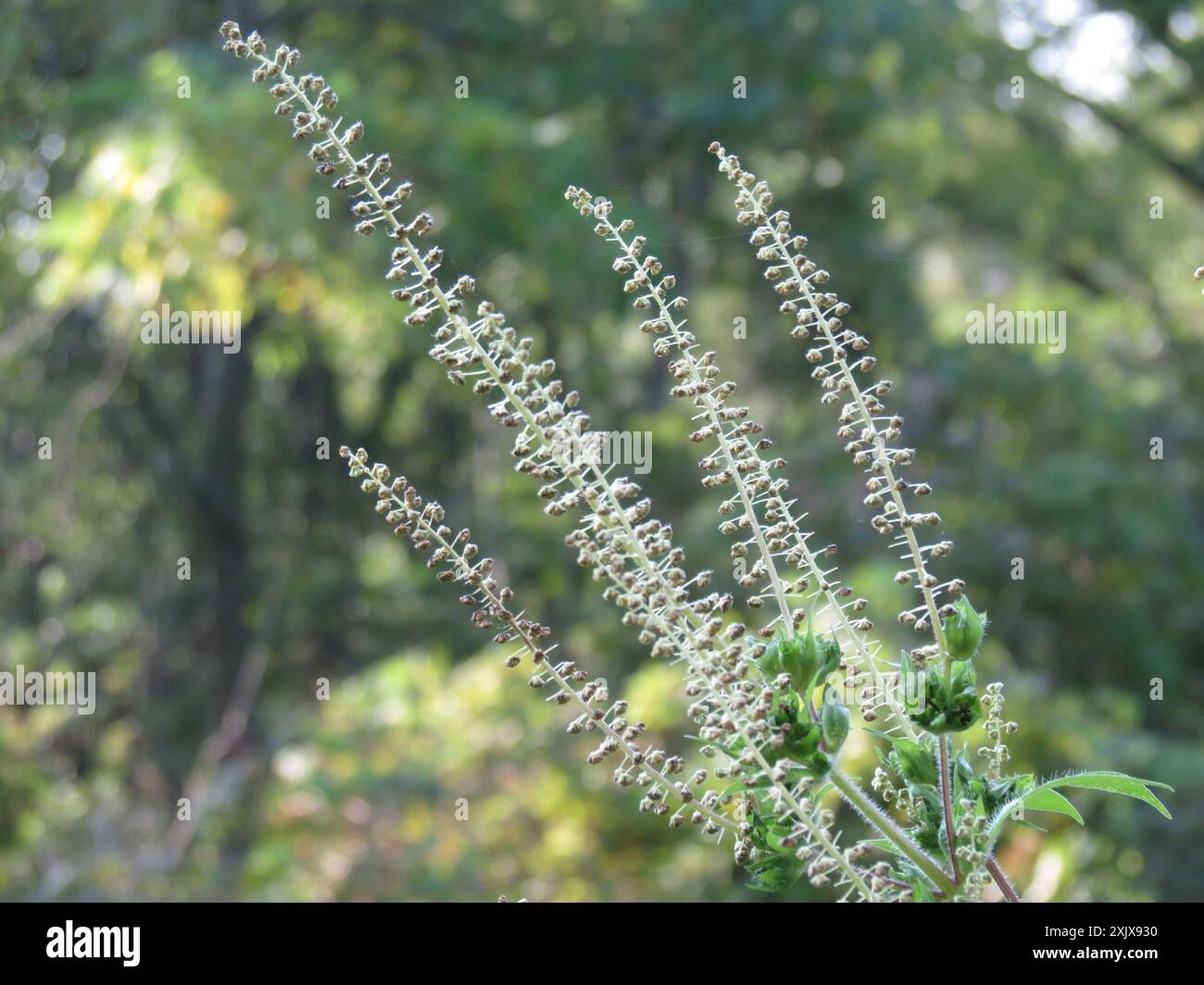 giant ragweed (Ambrosia trifida) Plantae Stock Photo - Alamy