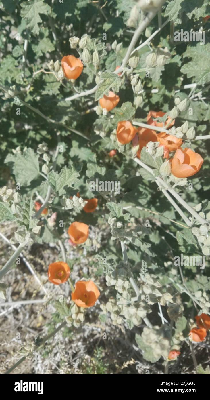 apricot mallow (Sphaeralcea ambigua) Plantae Stock Photo - Alamy