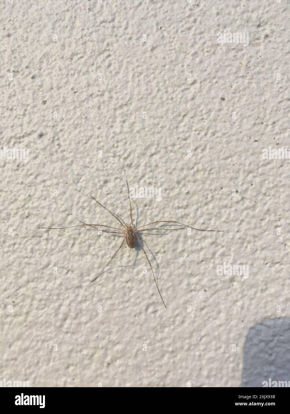 European Harvestman (Phalangium opilio) Arachnida Stock Photo - Alamy