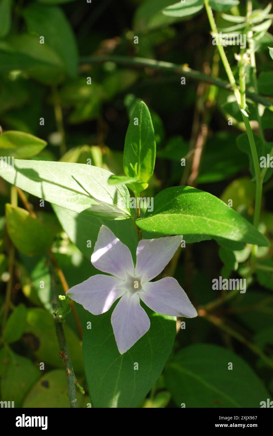 greater periwinkle (Vinca major) Plantae Stock Photo - Alamy