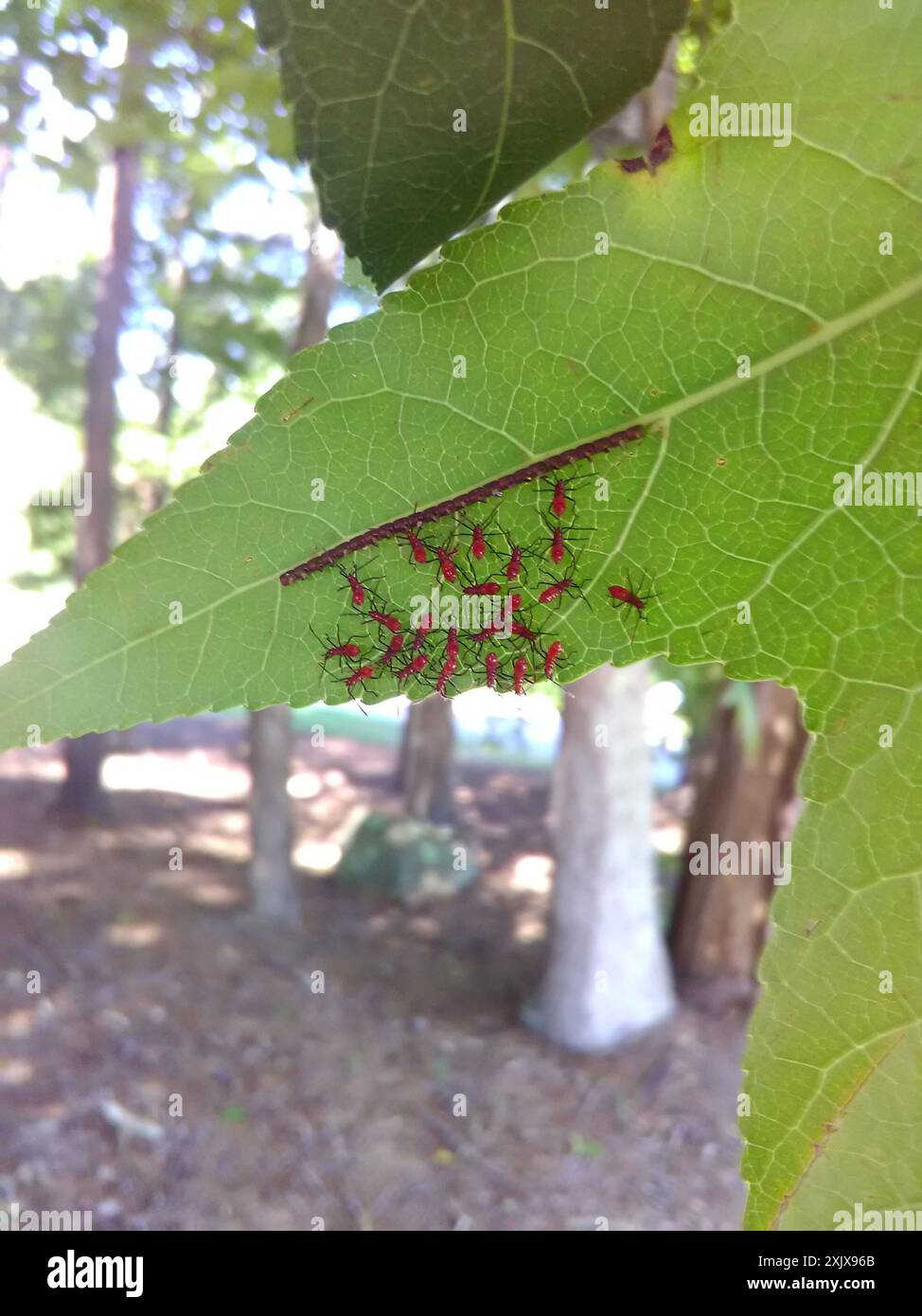 Leaf-footed Bugs (Coreidae) Insecta Stock Photo - Alamy