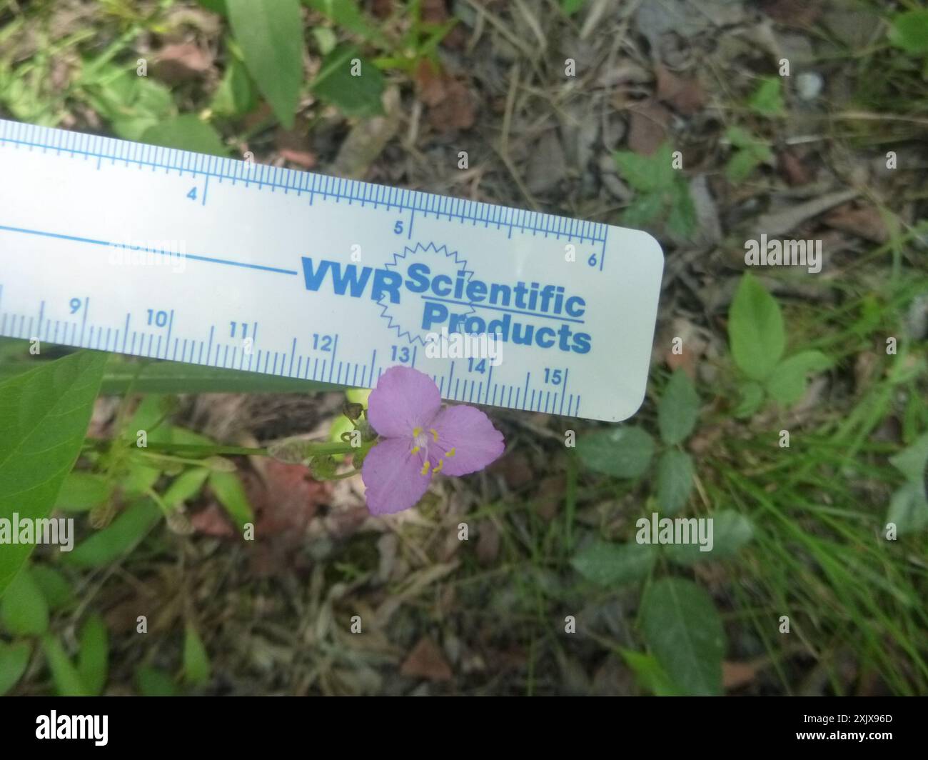 common roseling (Callisia rosea) Plantae Stock Photo - Alamy