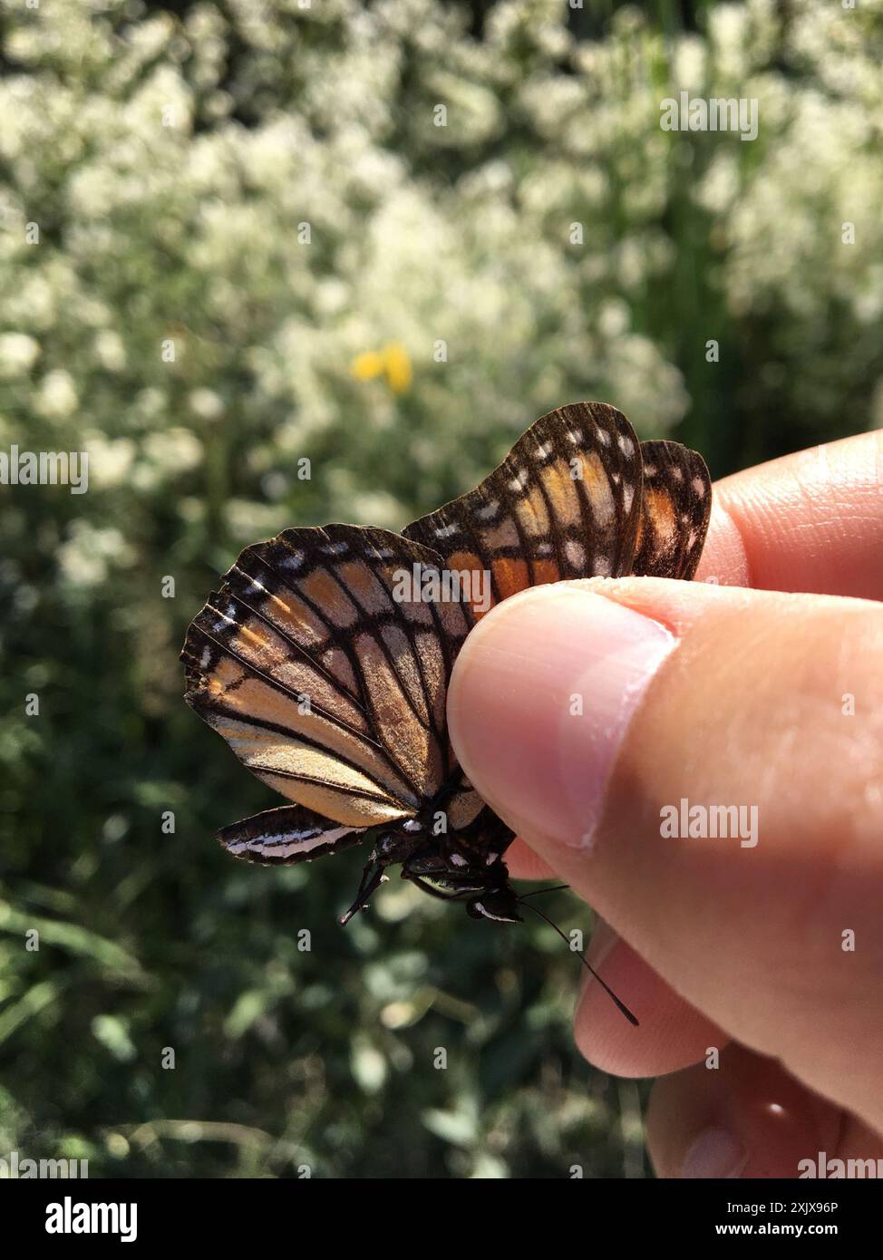 Viceroy (Limenitis archippus) Insecta Stock Photo - Alamy