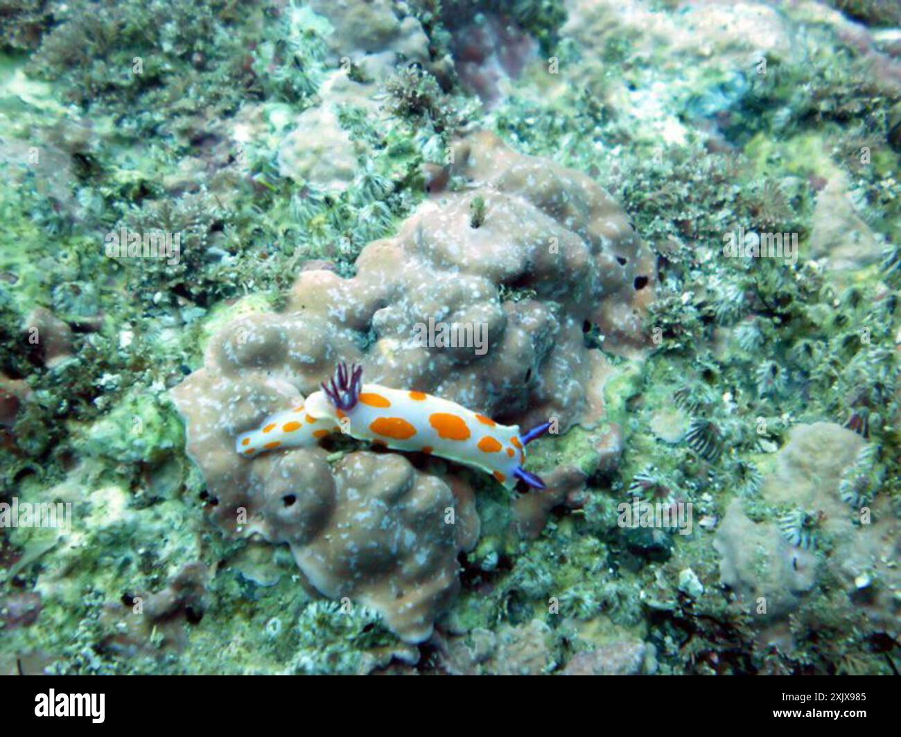 Clown Doris (Ceratosoma amoenum) Mollusca Stock Photo - Alamy