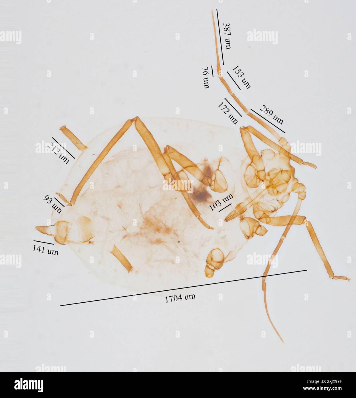 Bird Cherry-oat Aphid (Rhopalosiphum padi) Insecta Stock Photo - Alamy