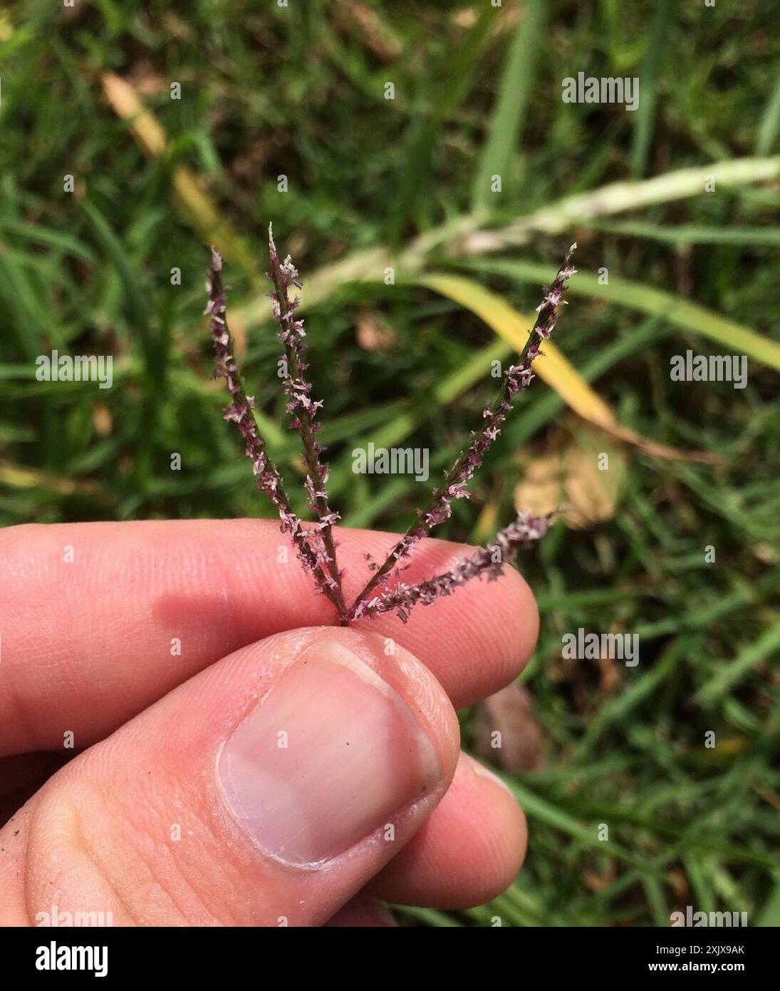 Bermuda grass (Cynodon dactylon) Plantae Stock Photo - Alamy