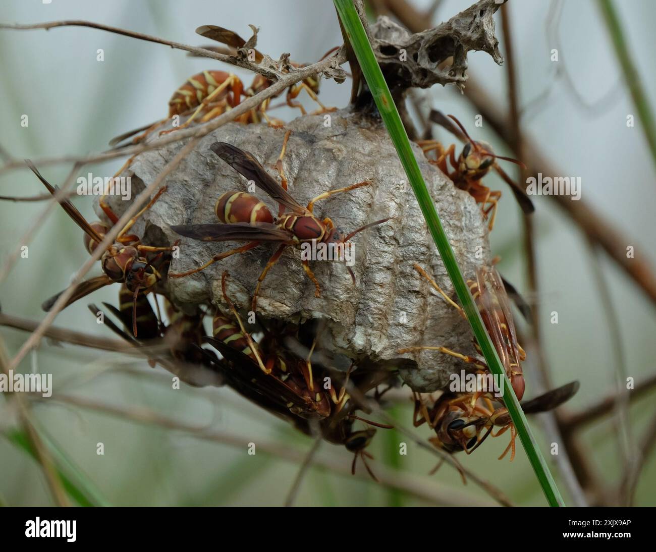 Polistes bellicosus hi-res stock photography and images - Alamy