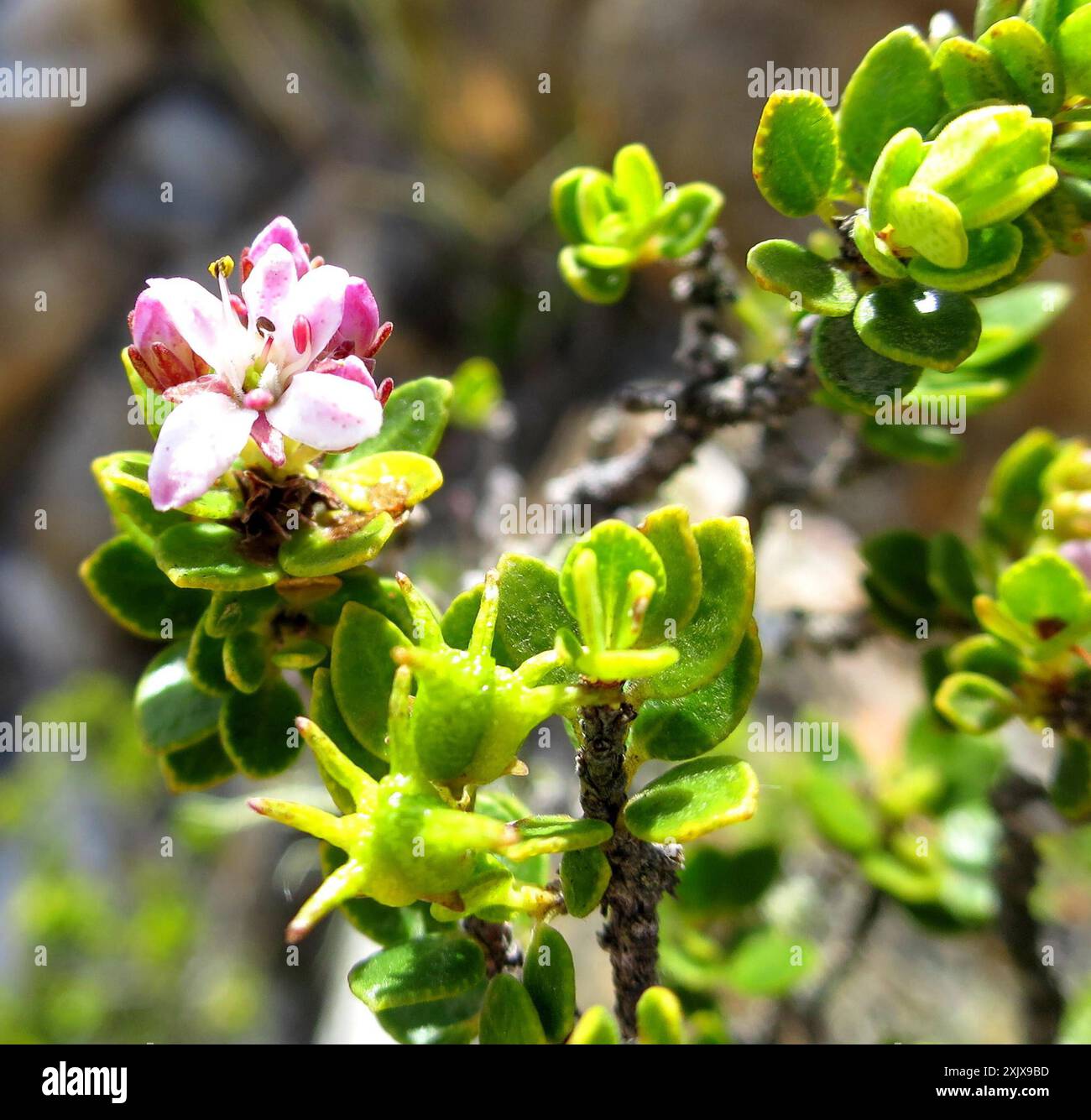 False Buchu (Agathosma ovata) Plantae Stock Photo - Alamy