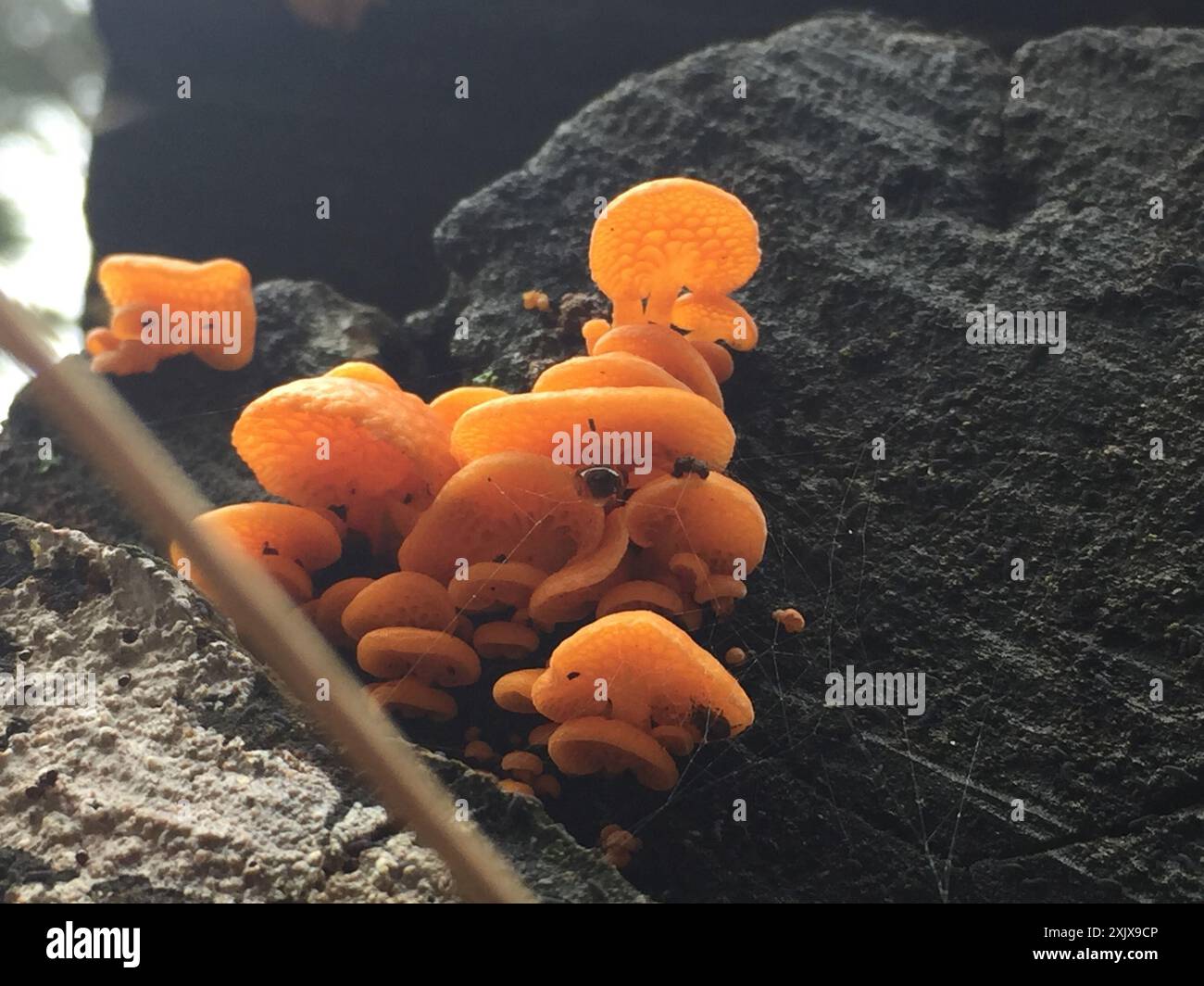 orange pore fungus (Favolaschia claudopus) Fungi Stock Photo - Alamy